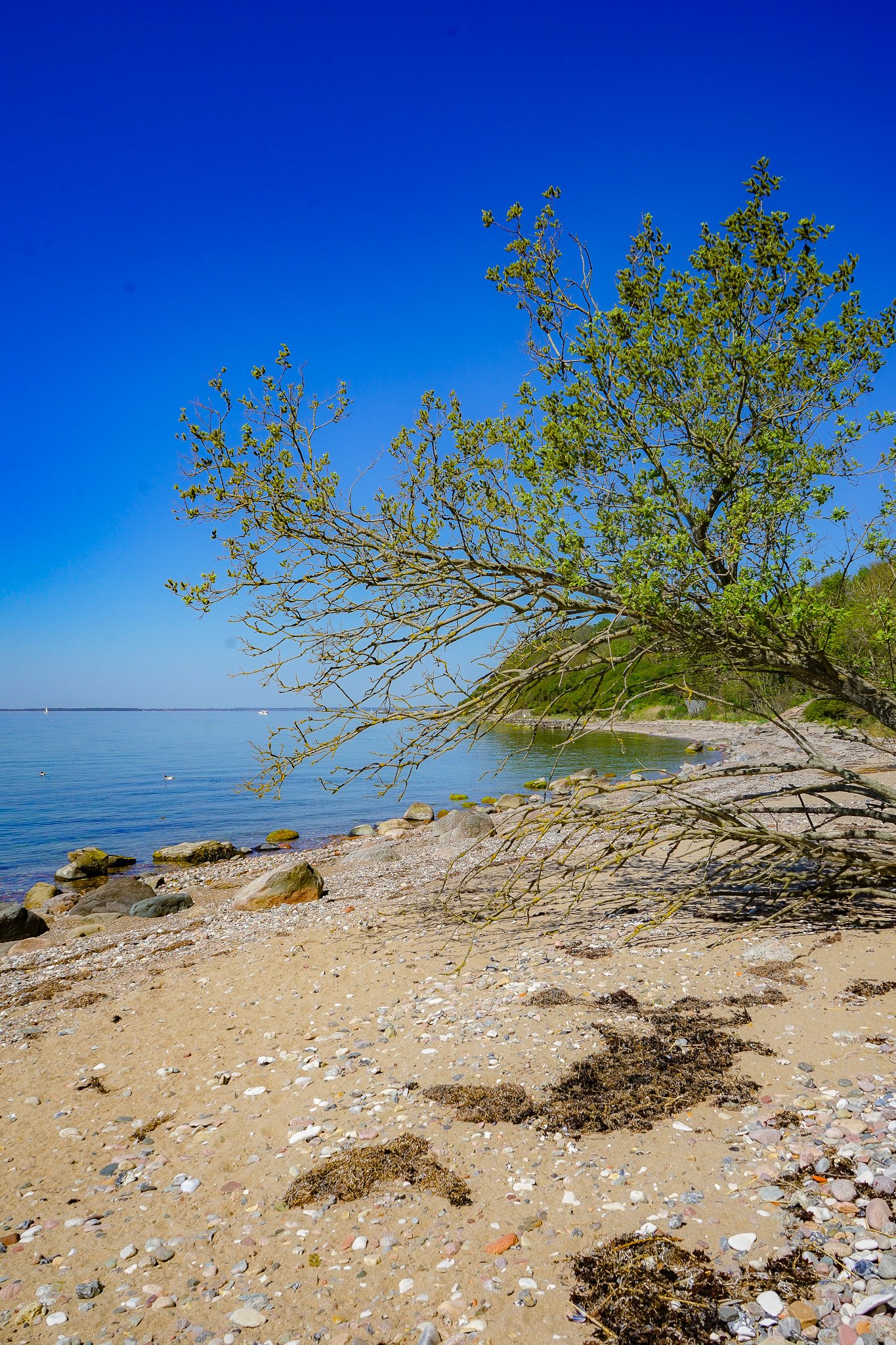 Allt om Ven mitt i Öresund - din guide till Island of Ven